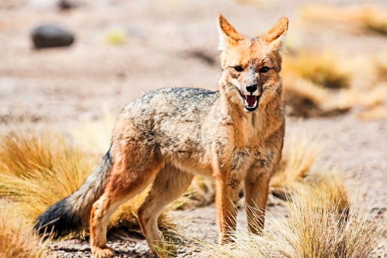 El zorro andino: conozca a la familia que pertenece el popular Run Run ...