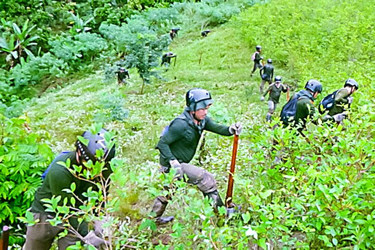 Corah erradica más de 1,000 hectáreas de cultivos ilegales de coca ...