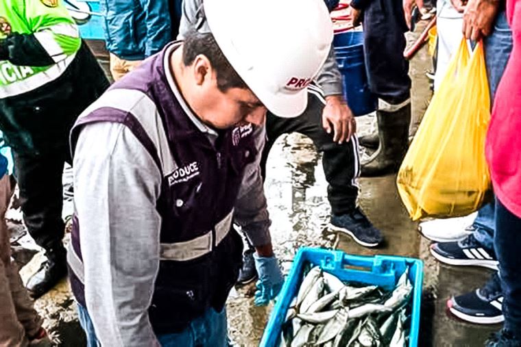 Ica: Produce incauta en Pisco más de 4,500 kilogramos de caballa ...