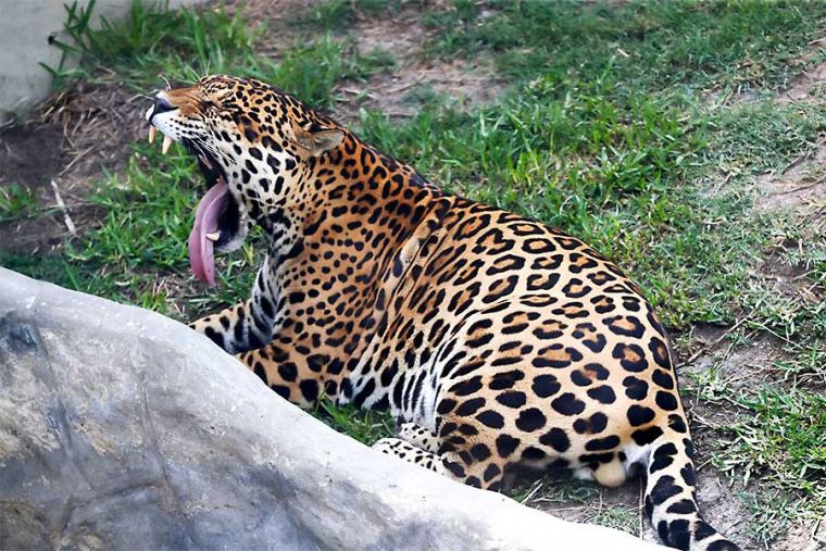 Nuevo Parque de las Leyendas de Huachipa abrió sus puertas: ¿cuál es el tarifario? | Noticias ...