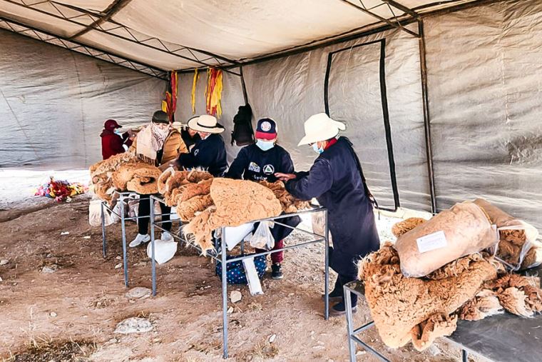 Serfor brinda asistencia técnica en chaccu de vicuñas en beneficio de ... Serfor brinda asistencia técnica en chaccu de vicuñas en beneficio de ...