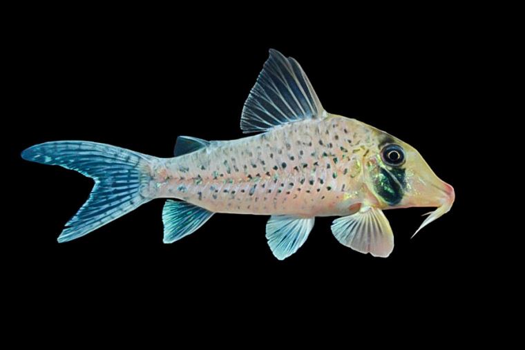 Investigadores del Minam descubren una nueva especie de pez única en el ...